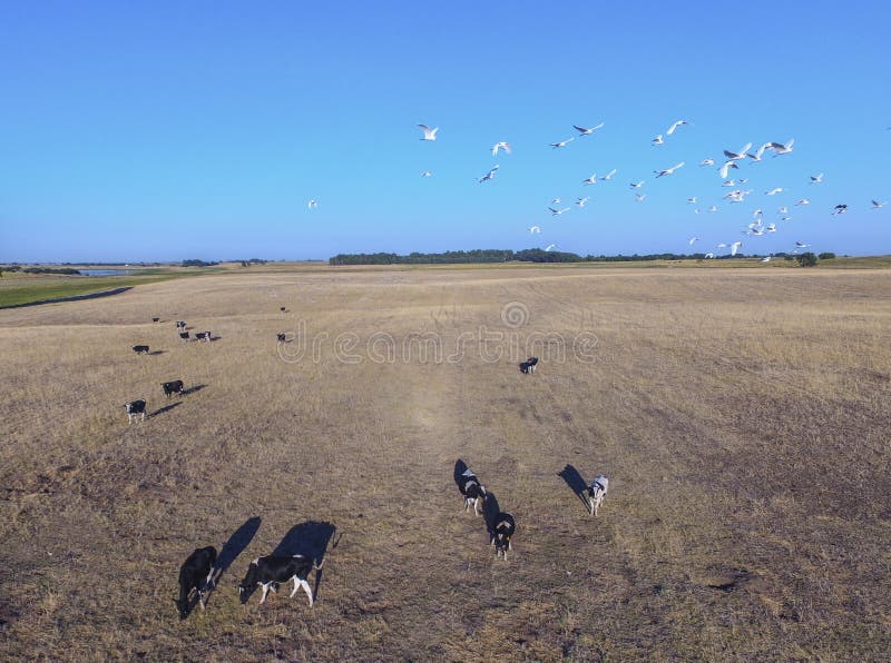 Cows and Birds in Flight, Cattle Egret Flock, Stock Photo - Image of ...