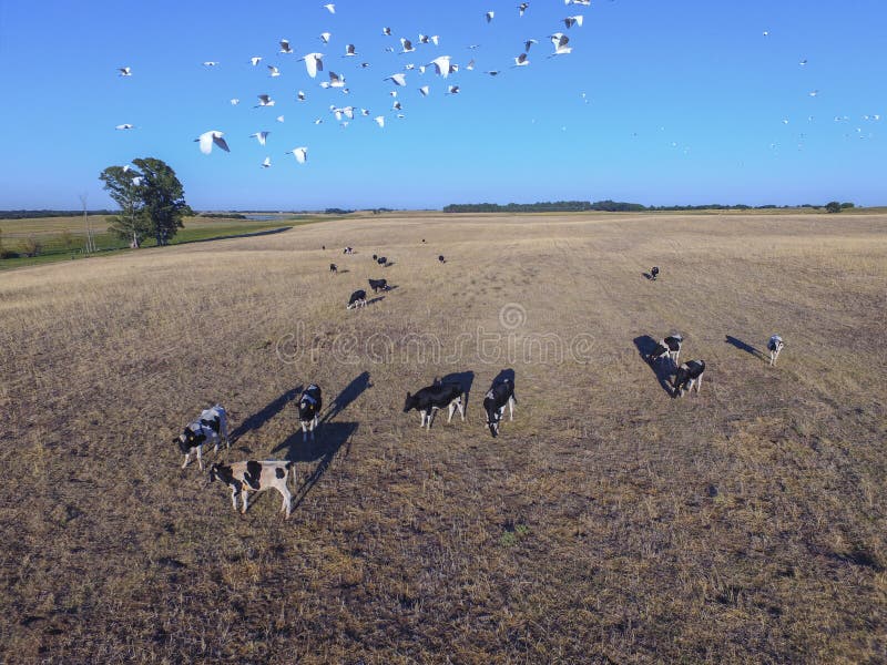 Cows and Birds in Flight, Cattle Egret Flock Stock Image - Image of ...