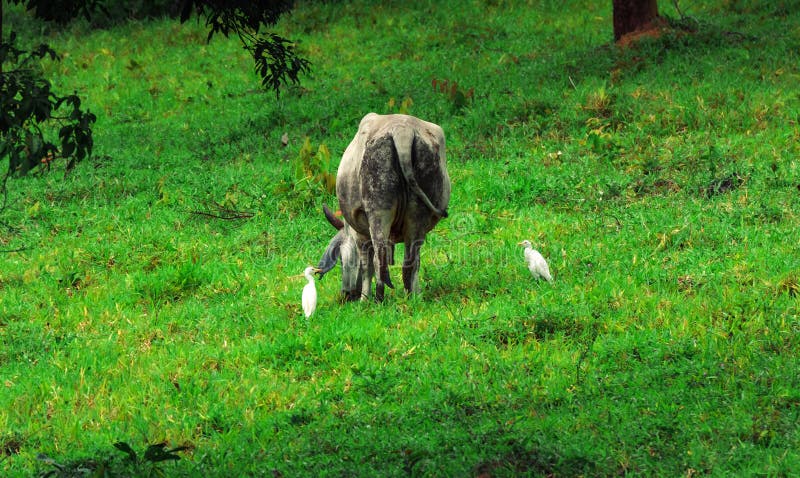 Cows and birds stock image. Image of agriculture, farming - 45443889