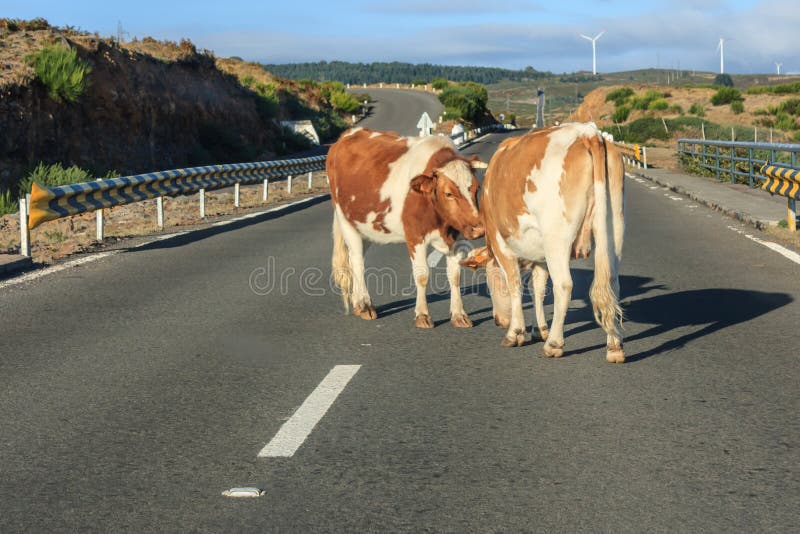 Cows Blocking Narrow Mountain Road. Stock Photo - Image of mammal ...