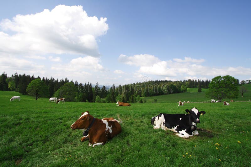 Cows, Blue Sky and Green Field Stock Photo - Image of agricultural ...