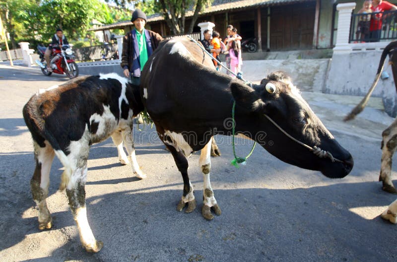 Cows editorial photo. Image of indonesia, cows, ritual - 43197066