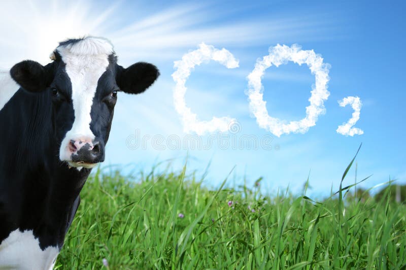 Cows Breeding and CO2 Emission Stock Photo - Image of atmosphere ...