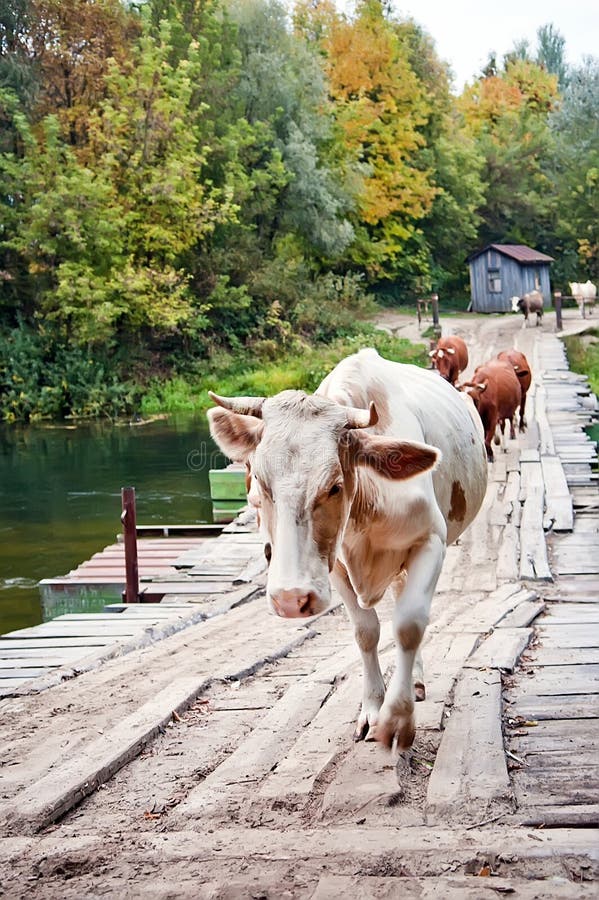 Cows on a bridge stock photo. Image of cattle, farmland - 84817830