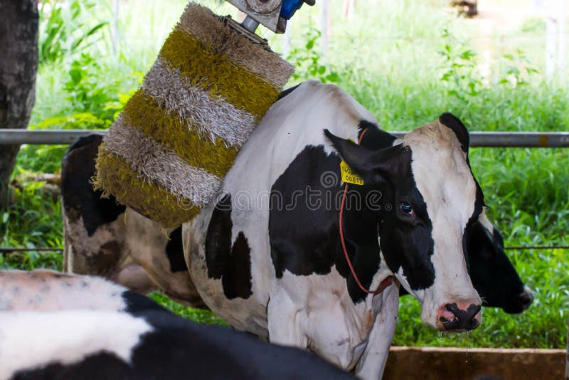Cows Brushing at the Farm, Cow Farm Equipment Stock Image - Image of ...