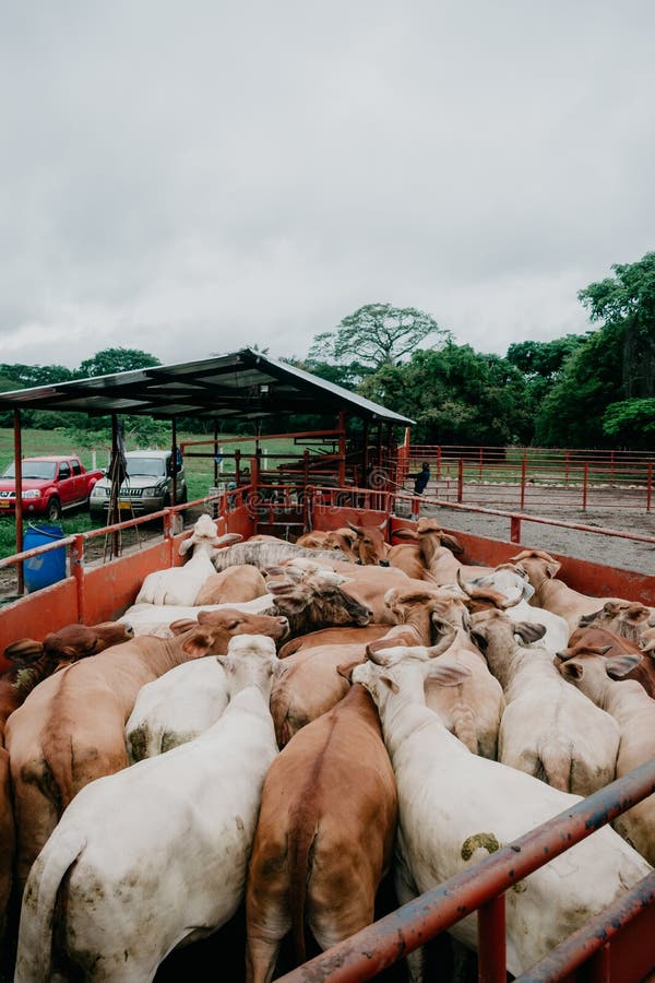 Cows Bulls and Calves in the Colombian Plain Stock Photo - Image of ...