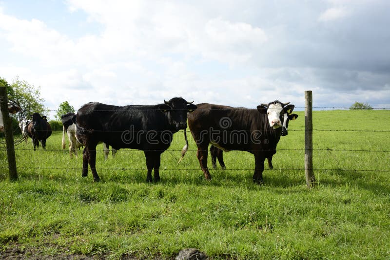Cows and Bulls on a Green Field Stock Image - Image of switzerland ...