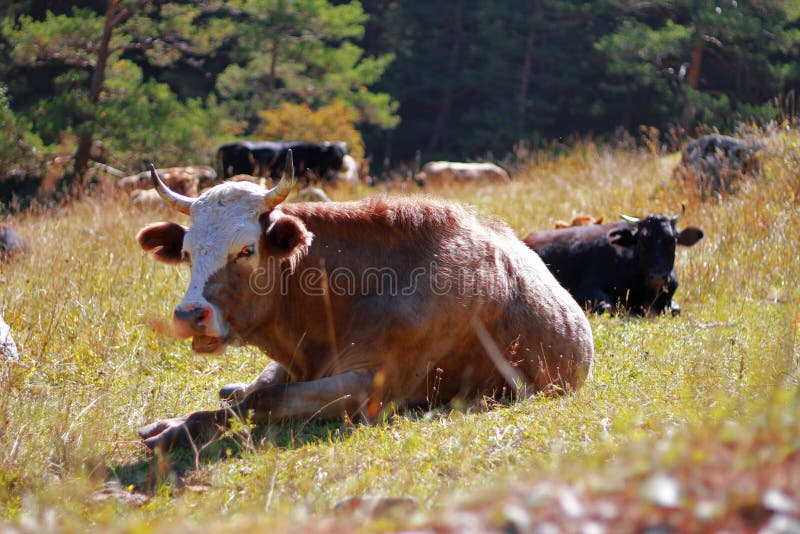 Cows and Bulls Laying on he Summer Meadow Stock Image - Image of ...