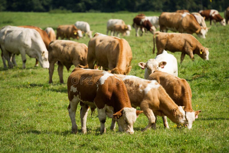 Cows and bulls stock image. Image of environment, cows - 44787969
