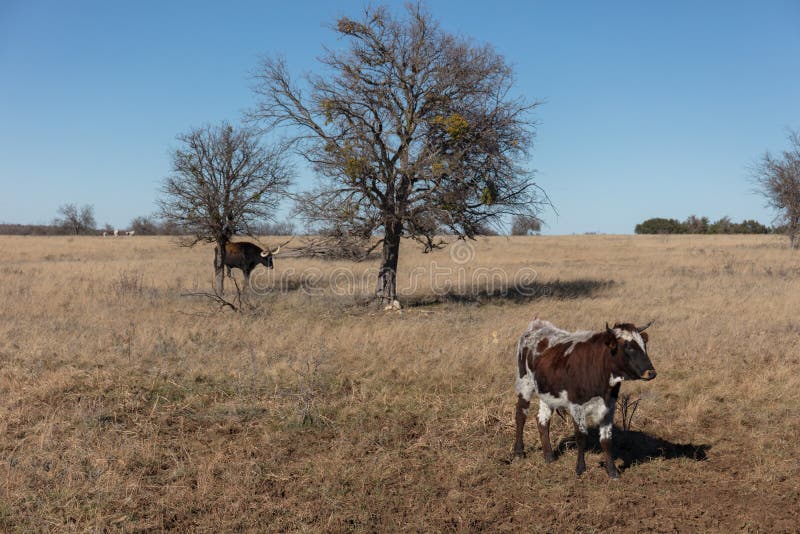 Cows and Bulls in Texas Farmland Stock Image - Image of farming, milk ...
