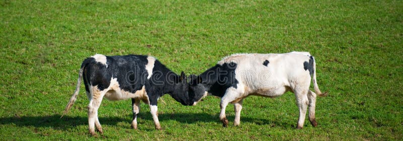 Cows butting heads stock photo. Image of greenish, animal - 16370108