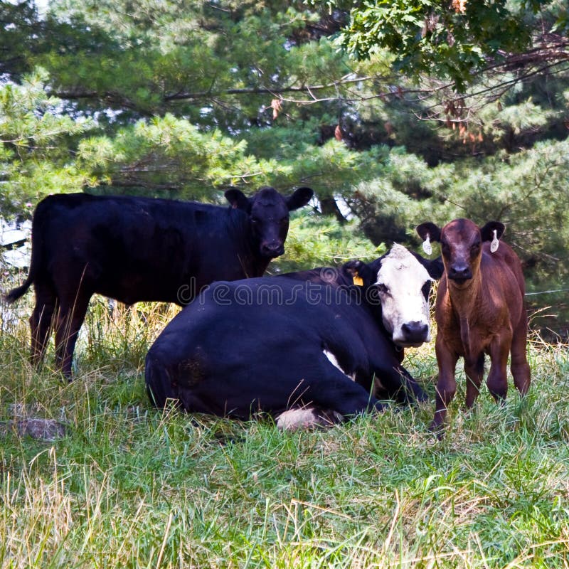 Cows and calf in pasture stock image. Image of foliage - 6531729