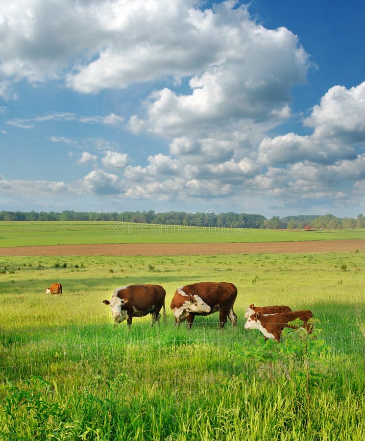 Dairy Cows stock image. Image of udder, bovine, milk, dairy - 3198049