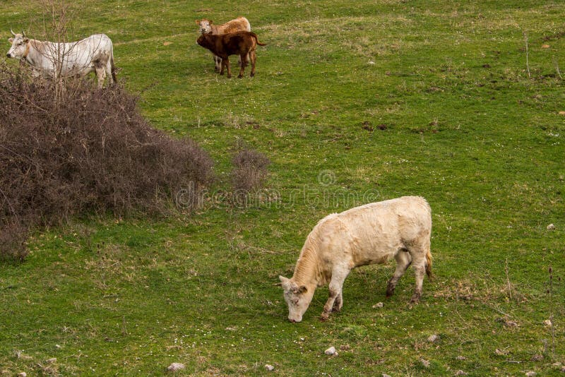Cows and Calves Grazing Outside the Stable Stock Image - Image of ...