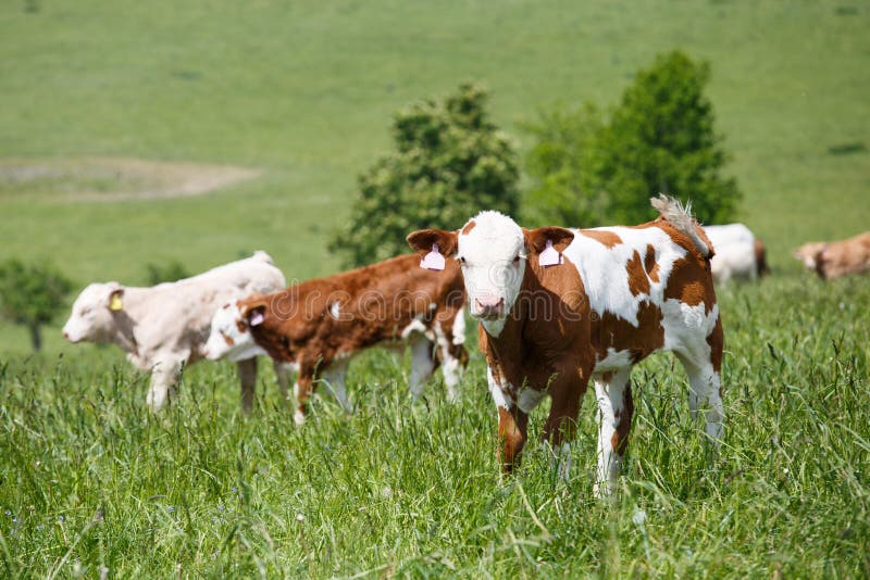 Cows and Calves Grazing on a Spring Meadow Stock Image - Image of grass ...