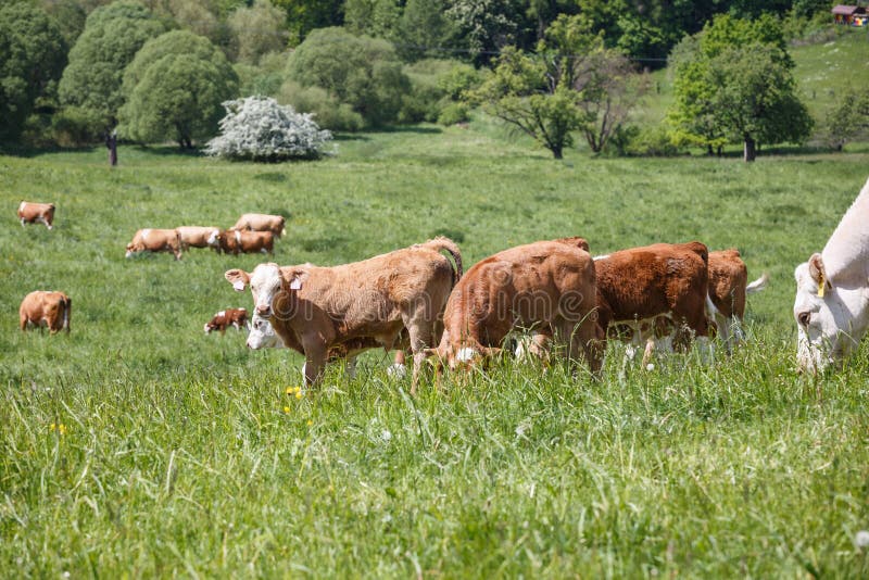 Cows and Calves Grazing on a Spring Meadow Stock Image - Image of ...