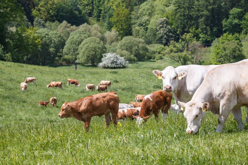 Cows and Calves Grazing on a Spring Meadow Stock Photo - Image of ...