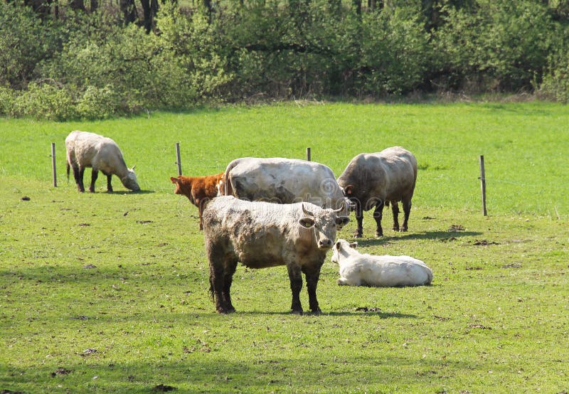 Cows and calves stock image. Image of group, herd, welfare - 70089615