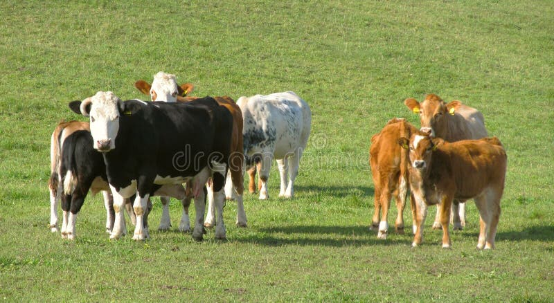 Cows and calves stock photo. Image of adult, cute, meadow - 62207226