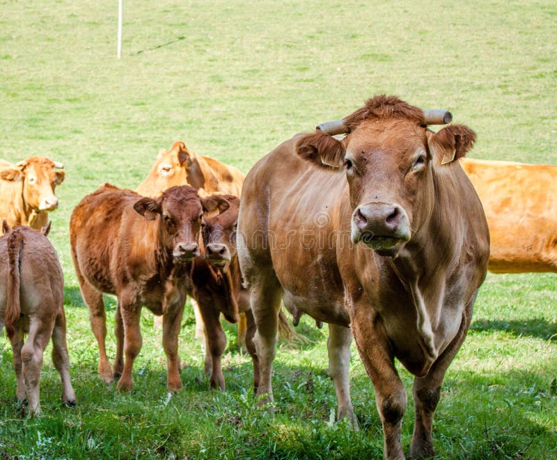 Cows and calves stock photo. Image of meadow, farming - 84928674