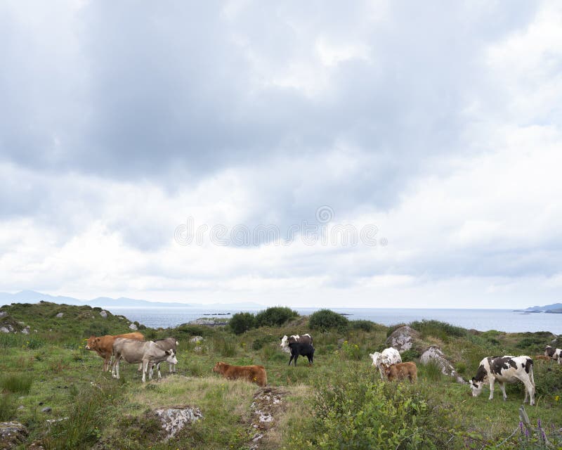 Cows and Calves on Kerry Peninsula in Ireland Stock Image - Image of ...