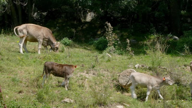 Cow Scratching Its Neck with a Large Rock. Stock Video - Video of ...