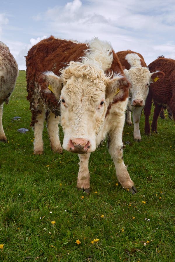 Cows and Calves in the Open Field Stock Photo - Image of ranch, milk ...