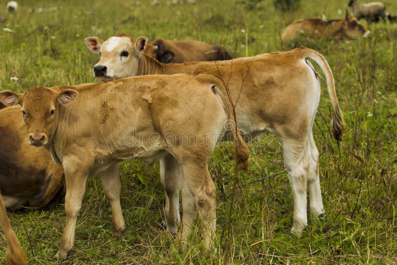 Cows and Calves in the Pasture. Stock Photo - Image of rural, black ...