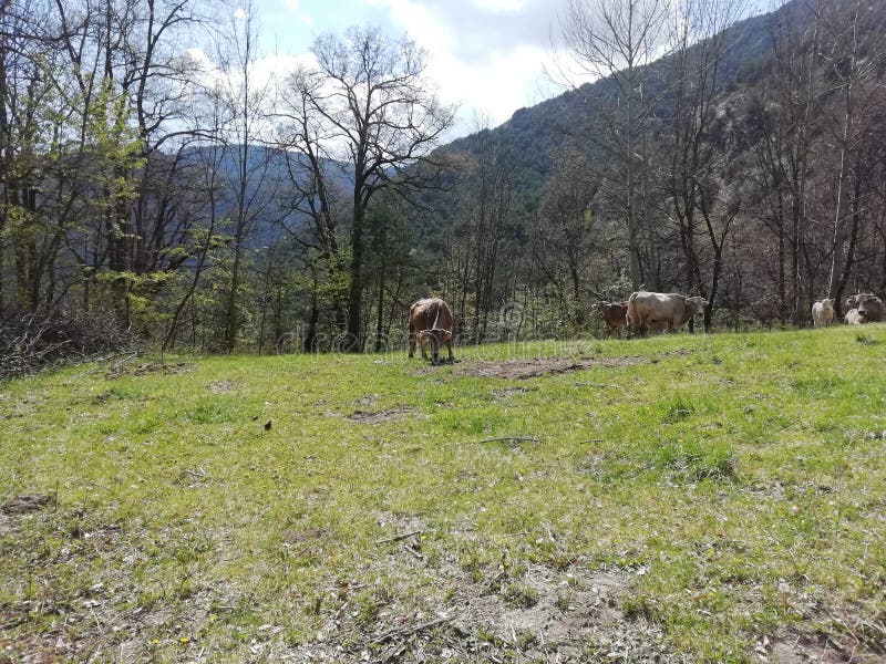 Cows in the camp stock photo. Image of camp, animal - 146493078