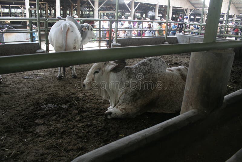 Cows Cattle and Cages editorial image. Image of weighs - 76001230