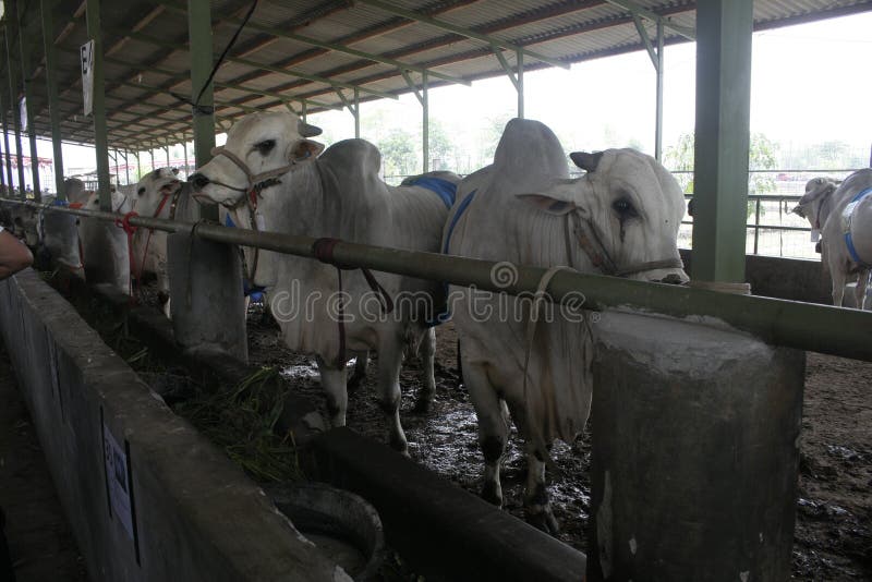 Cows Cattle and Cages editorial photo. Image of tens - 76001241