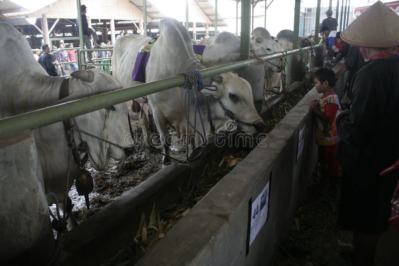Cows Cattle and Cages editorial photography. Image of hundreds - 76001272