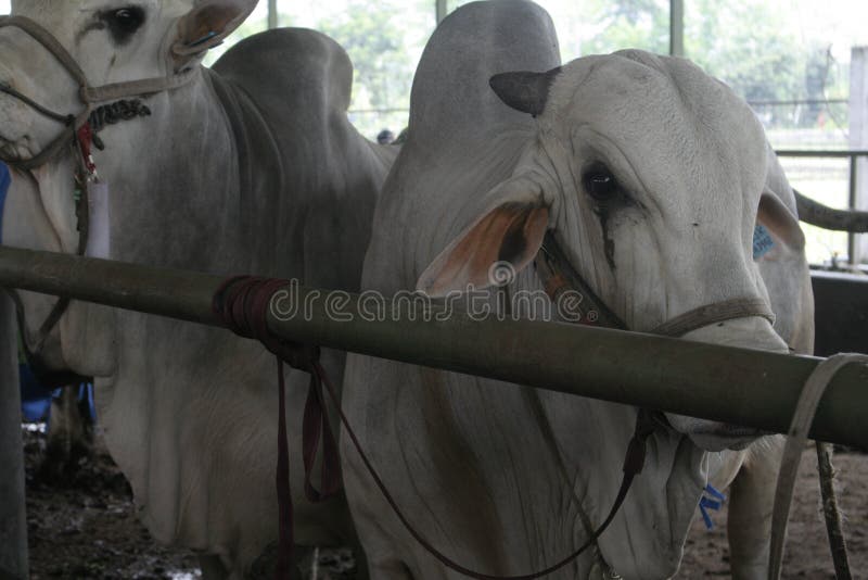 Cows Cattle and Cages editorial photography. Image of hundreds - 76001272