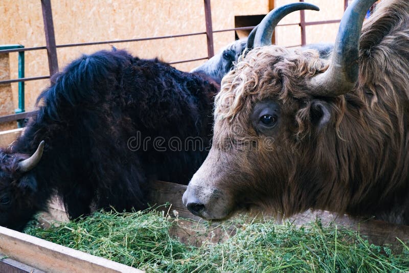 Podolsk Bulls Stock Photos - Free & Royalty-Free Stock Photos from ...