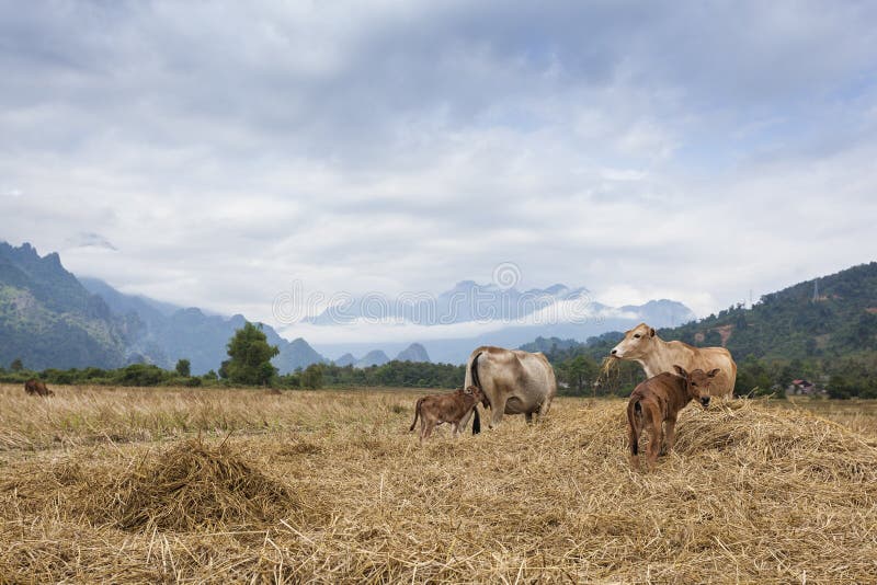 Cows stock image. Image of landscape, ricefield, asia - 45402859
