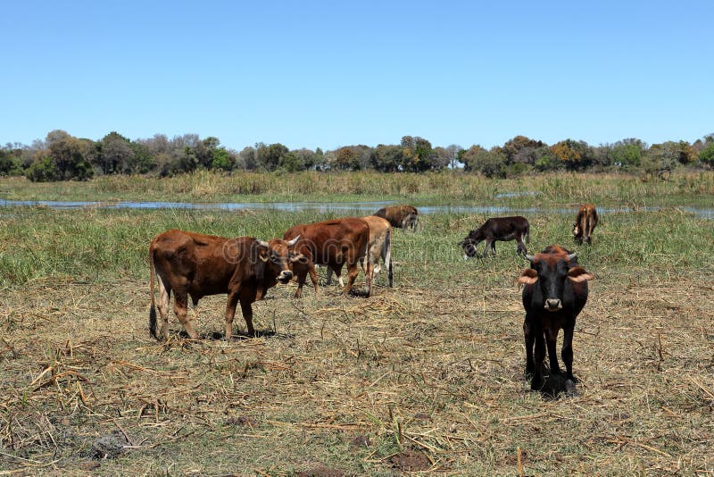 Cows and Cattle in the Okavango Delta in Namibia Stock Photo - Image of ...