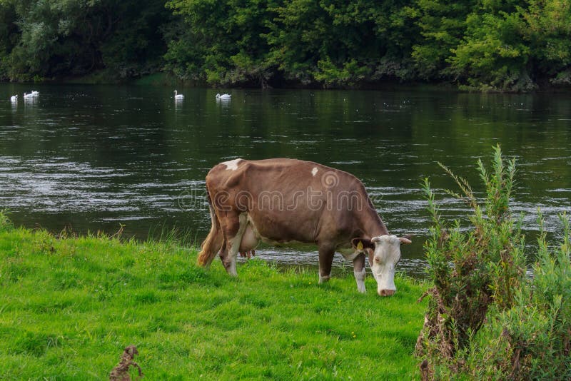Cows, Cattle in the Pasture. Background with Copy Space for Text or ...