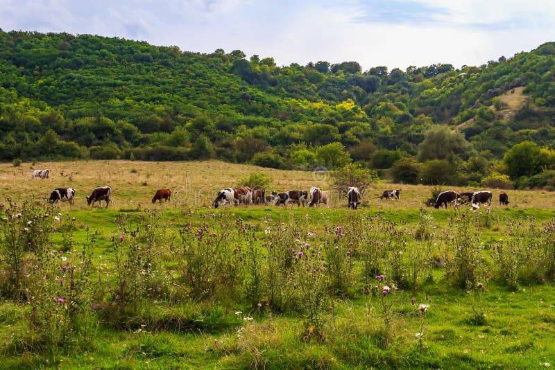 Cows, Cattle in the Pasture. Background with Copy Space for Text or ...
