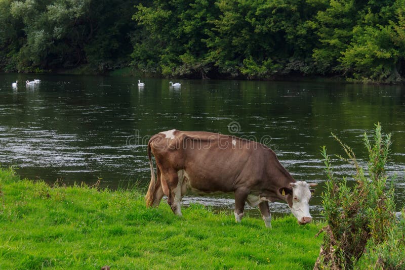 Cows, Cattle in the Pasture. Background with Copy Space for Text or ...