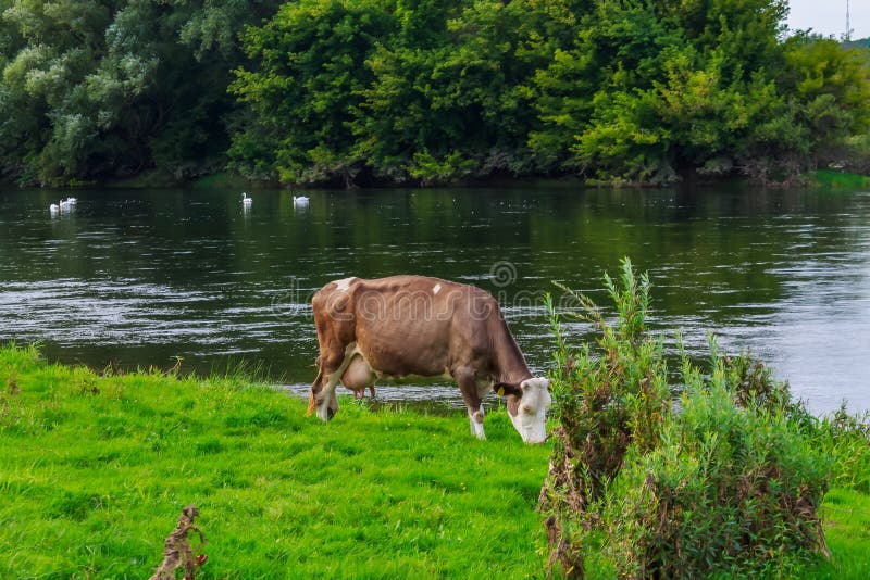 Cows, Cattle in the Pasture. Background with Copy Space for Text or ...