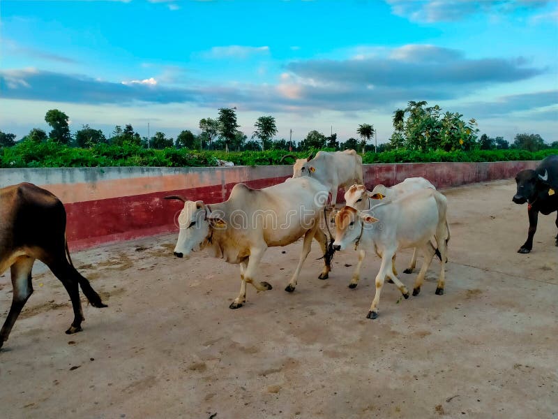 Cows and Cattles are Going To Home. Stock Image - Image of cattles ...
