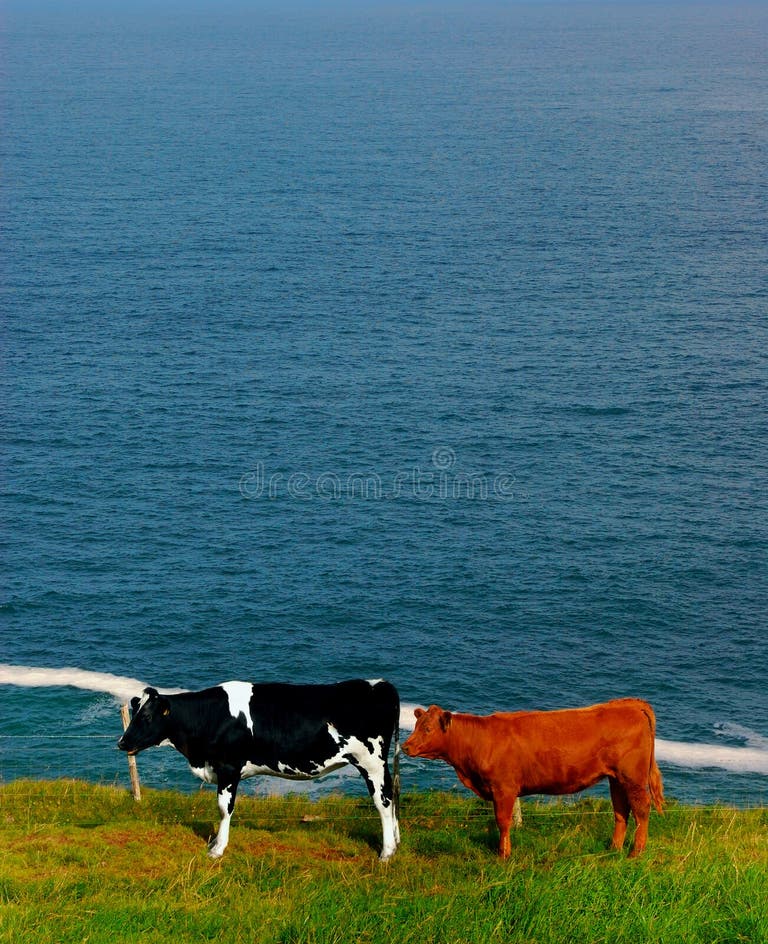 848 Ireland Farm Dairy Cos Stock Photos - Free & Royalty-Free Stock ...