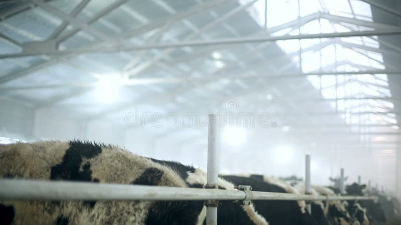 Cows in a cold winter stock footage. Video of veal, farm - 247174486
