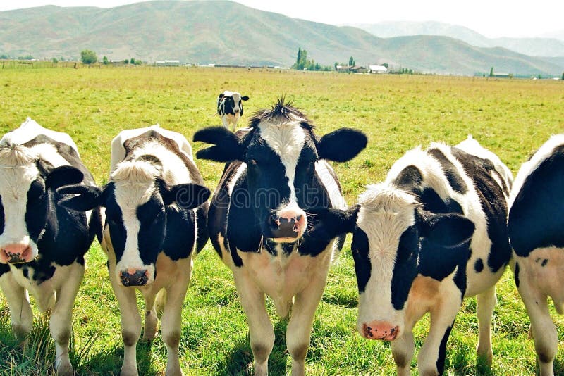 The Cows Come Home stock photo. Image of farm, cute - 295604946