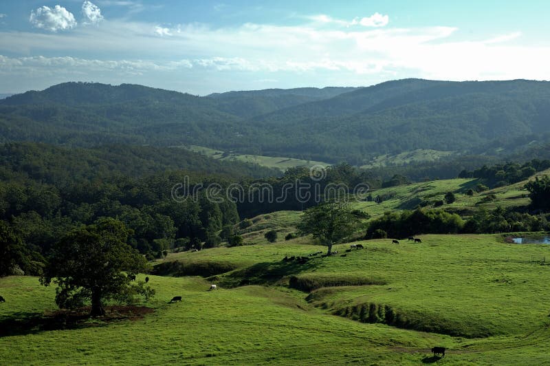 Cows come home stock photo. Image of bush, generic, milk - 96770