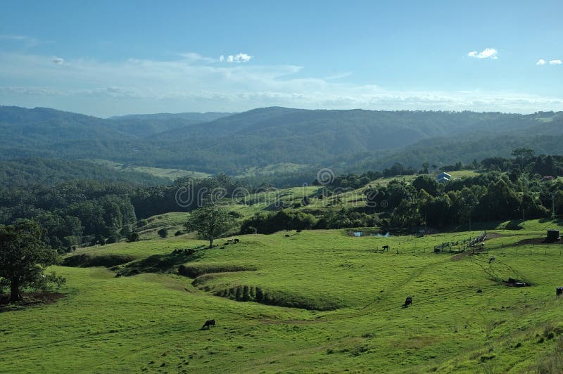 Cows come home stock photo. Image of cows, grass, bush, meat - 96778