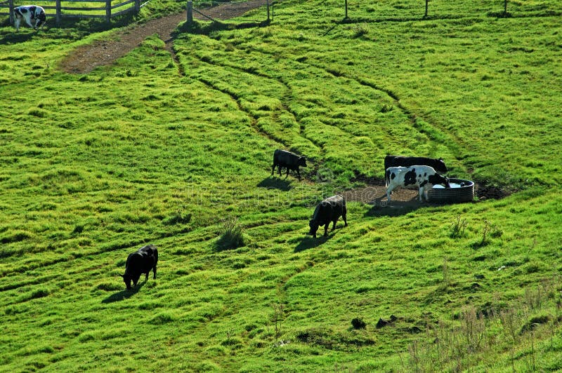 Cows come home 1 stock photo. Image of farm, dairy, industry - 96768