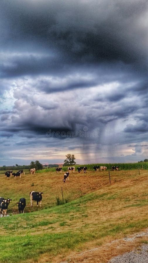 Cows Grazing in Fields Stormy Weather Stock Image - Image of field ...