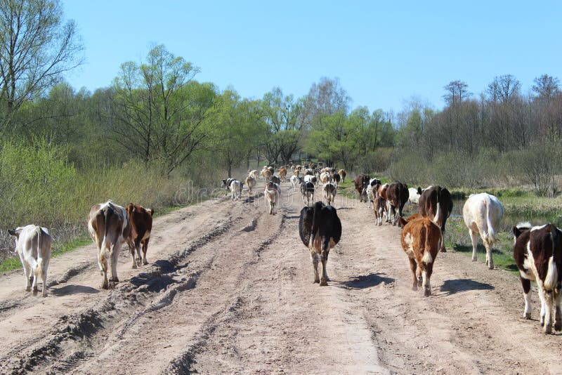 Cows Coming Back from Pasture Stock Photo - Image of agriculture, ranch ...