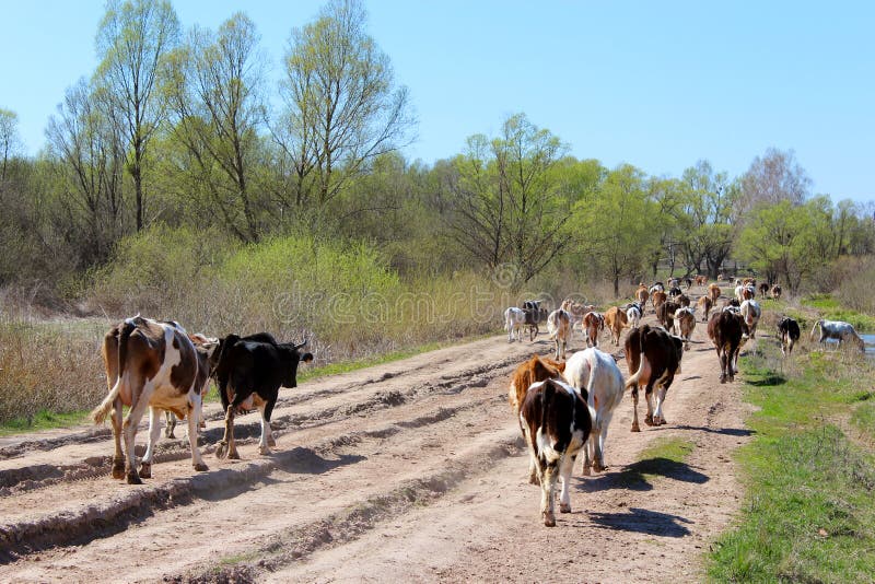 Cows Coming Back from Pasture Stock Photo - Image of pasture, muzzle ...